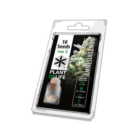 Amnesia Lemon Fem | 10 Sementes