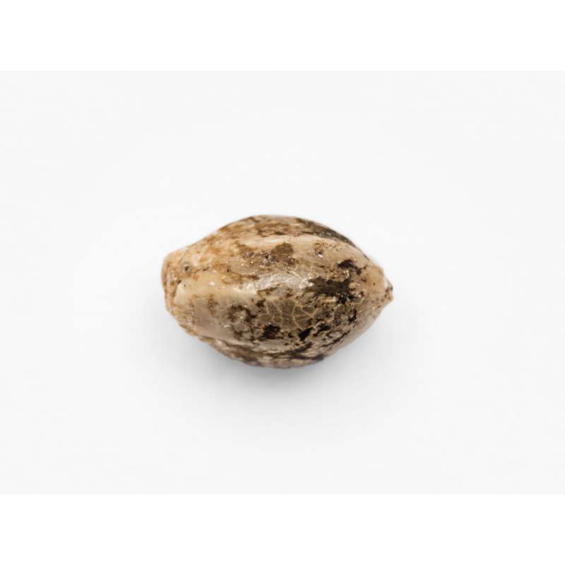 Critical Auto | 10 Graines